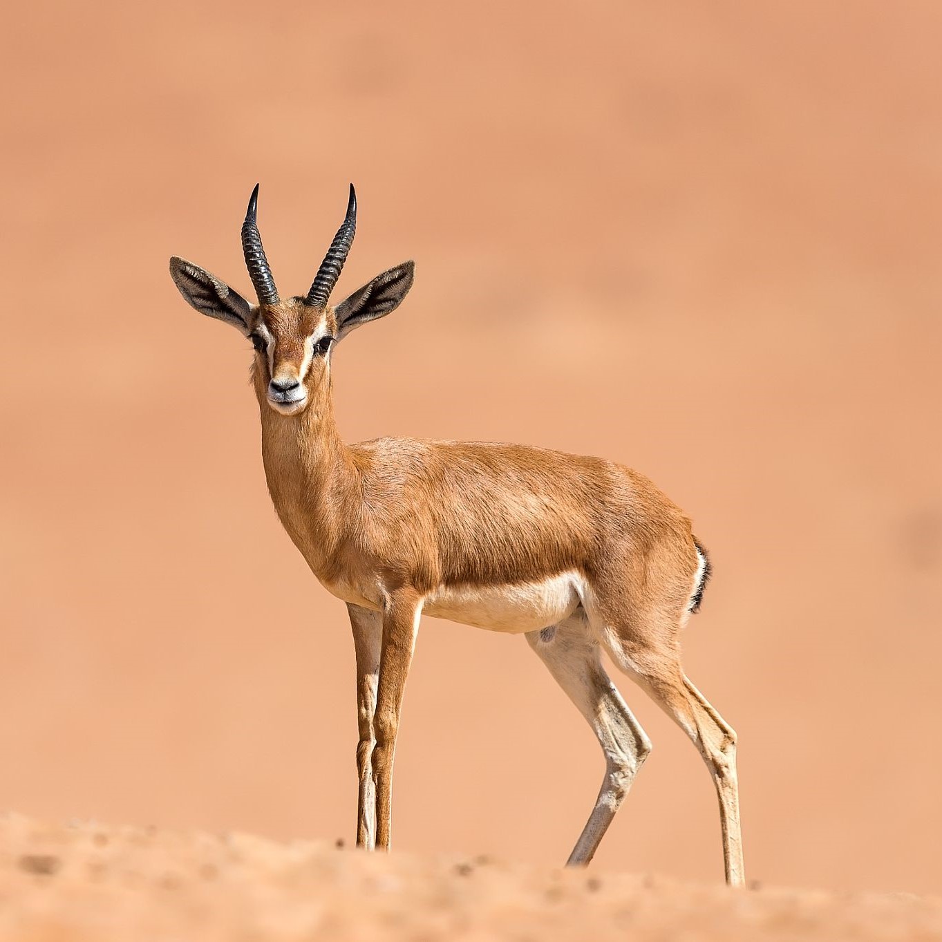 Türkiye'de Akciğer Naklinin Tarihçesi
